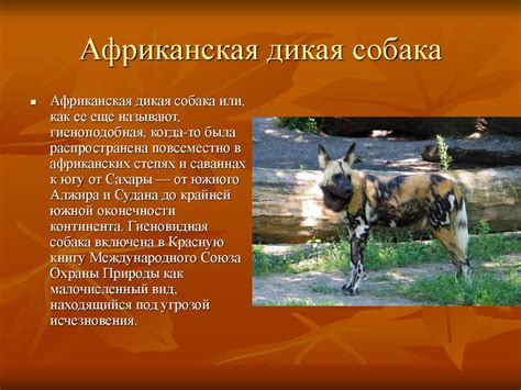 Животные занесенные в красную книгу презентация онлайн