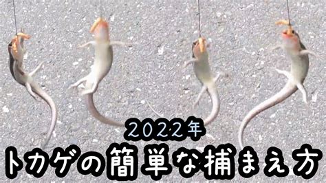 【トカゲの捕まえ方】めっちゃ簡単2022年のトカゲ釣りに行って来ました♪ 駄菓子屋トカゲのおっさん Youtube