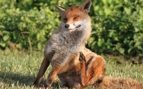 Free Download Hd Png Fox Grass Scratch Sit Wallpaper Background Best