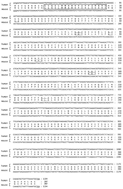 Primary Structure And Deduced Amino Acid Sequence Of The Human And Download Scientific Diagram