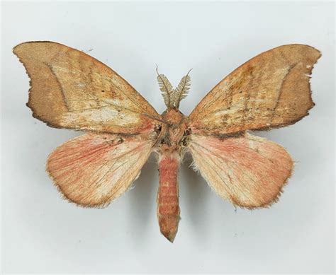 Spread And Only One Sphingidae Arctiidae Noctuidae Dry Insects