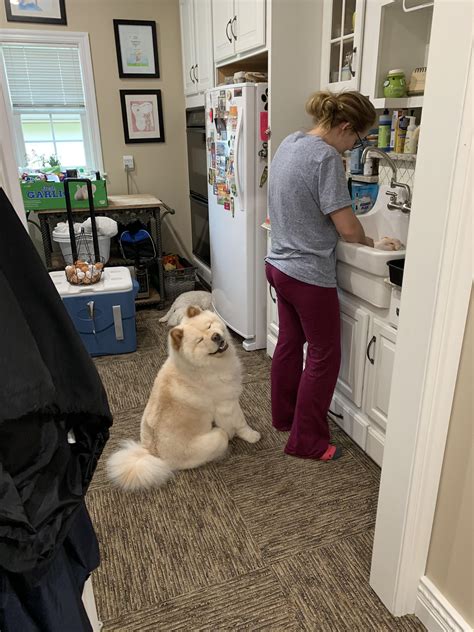 I Smell Chicken Gimme The Chicken Rchowchow
