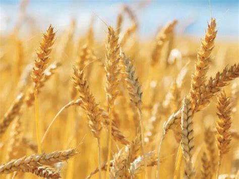 National Wheat Cultivation Record Shattered Peconomist