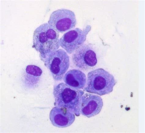 Vetmol Patologia Citopatologico