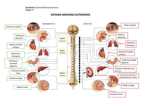 Sistema Nervioso Autónomo Simpático Y Parasimpático Esquemas Y Mapas