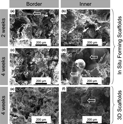 Sem Images Showing The Border And Inner Pore Structures Of In Situ