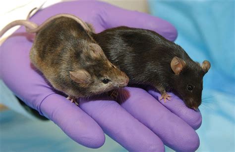 In Breakthrough Study Same Sex Mice Reproduce Via Stem Cells