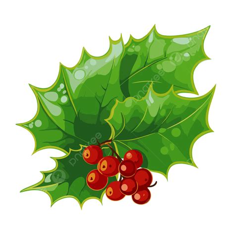 크리스마스 잎 클립 아트 홀리 잎과 열매 절연 벡터 만화 크리스마스 잎 클립 아트 만화 Png 일러스트 및 벡터 에 대한 무료 다운로드 Pngtree