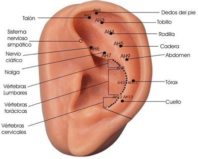 Auriculoterapia Definición Y Puntos De La Auriculopuntura