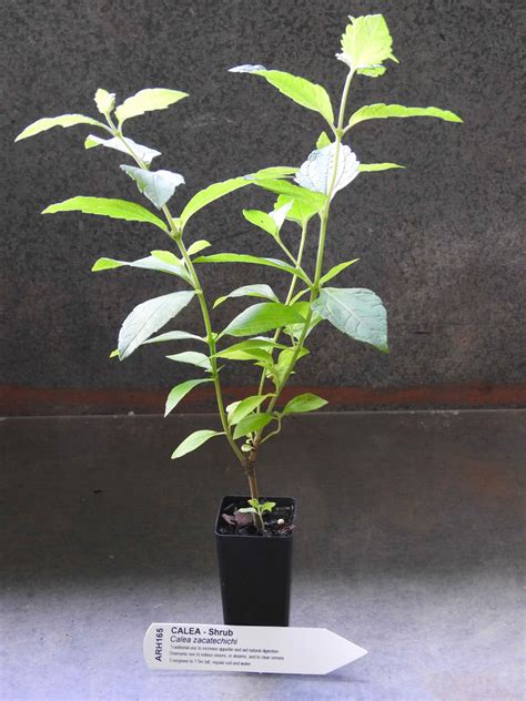 Calea Plant Calea Zacatechichi All Rare Herbs Specialist Herb Nursery