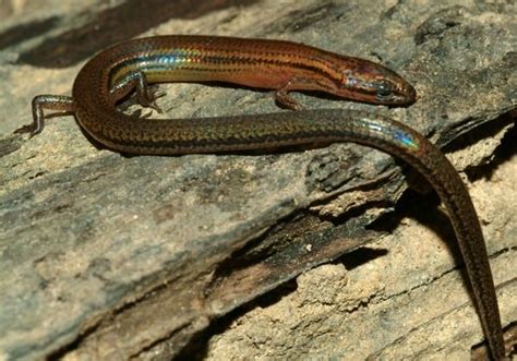 Tiny Shiny Lizard Discovered In Asian Forest Live Science