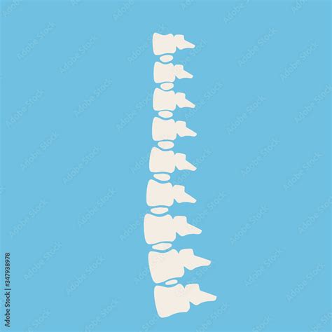 Problems With Spine Posture Issues Vertebral Column X Ray Of Internal Organs Medical Care