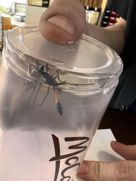 What Is This Bug Found In Southern Alberta Canada R Whatsthisbug