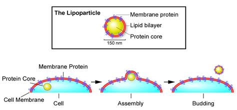 Vlp Construction Creative Biostructure