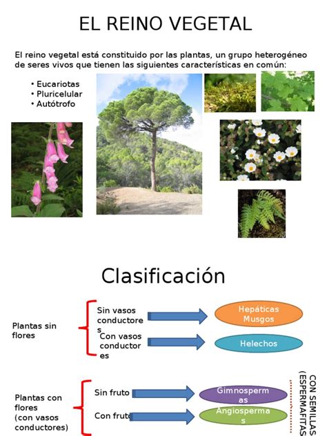 Definición De Reino Vegetal Su Origen Importancia Y Características Xulc