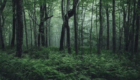 Ecobee And The Power Partners Hbs Dealer