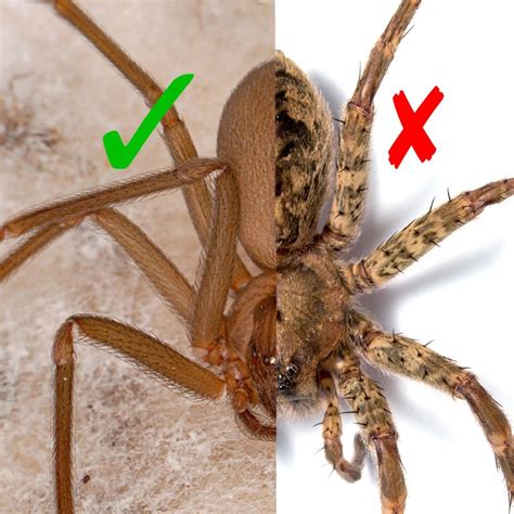 Brown Recluse Spider On The Attack Wdlo
