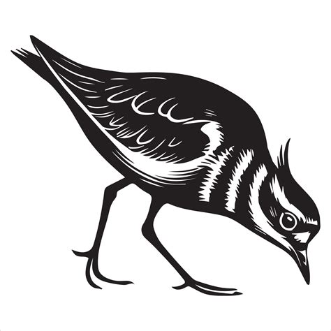 Killdeer Bird Silhouette Charadrius Vociferus Clipart Killdeer