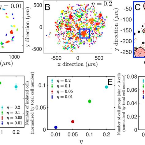 Noise Determines Cell Proliferation Spatial Spread And Packing Of