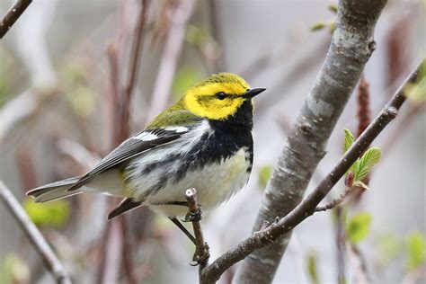 Black Throated Green Warbler Audubon Field Guide