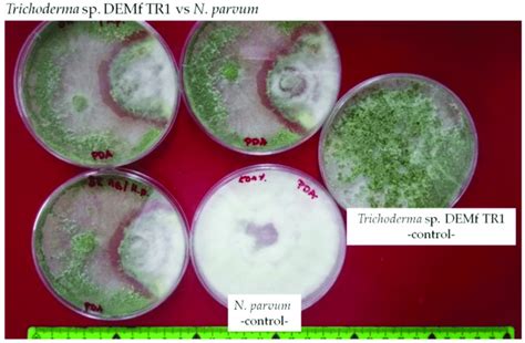 Plate Confrontation Assay Of Trichoderma Sp Demf Tr 1 And Download Scientific Diagram
