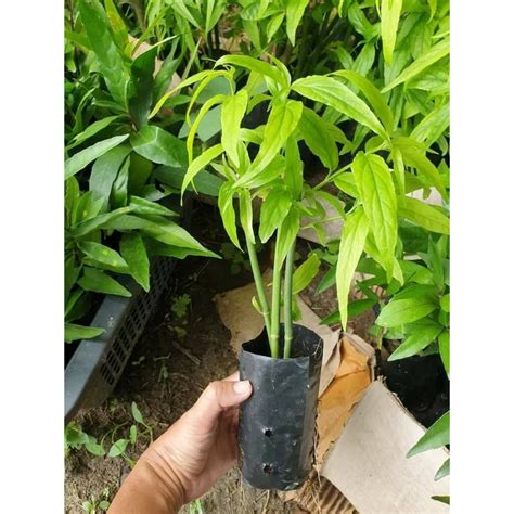 ต้นพันธุ์ เสลดพังพอน ตัวเมีย หรือ พญายอ Shopee Thailand