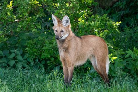 490 Lobo De Crin Fotografías De Stock Fotos E Imágenes Libres De