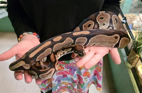 Python Regius Normal Ball Python Choco Taco 12 Year Old