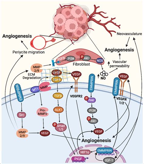 Regulation Of Angiogenesis By Emmprin Black Arrow Direct Activation Download Scientific