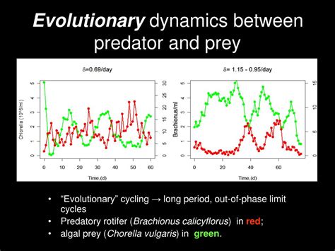 ppt rapid evolution and predator prey dynamics with variable cost of