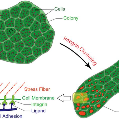 Substrate Stiffness Mediates Cell Contractility Active Stress Vs Download Scientific Diagram