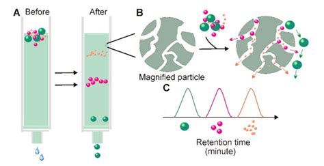 Exosome Isolation By Size Exclusion Chromatography Sec Creative Biostructure