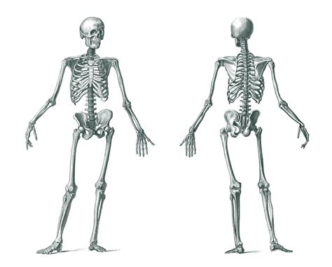 인간의 골격 골 해부학 Pixabay의 무료 이미지 Pixabay