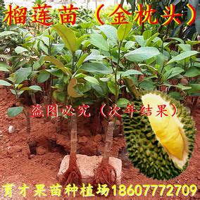 榴莲树苗怎么培植 盆栽六年榴莲苗树图片 随意优惠券