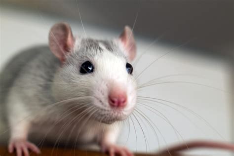 These Genetically Modified Mice Make Their Own Ozempic