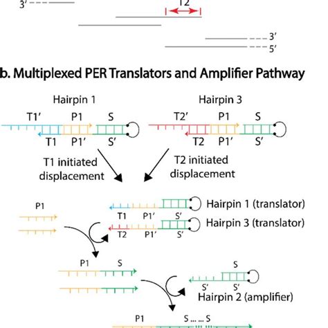 Two Pair Crispr Processed Target Gene Multiplexed Signaling Pathway