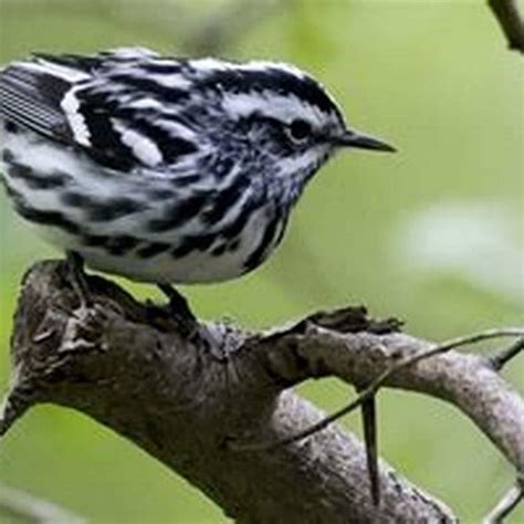Is The Black And White Warbler Endangered Diy Seattle