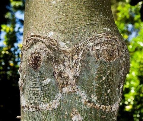 Sexy Trees 27 Pics
