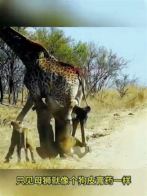 母獅圍攻長頸鹿，長頸鹿媽媽為了保護幼崽引開母獅 動物的迷惑行為 野生動物零距離 動物世界 獅子 長頸鹿 Youtube