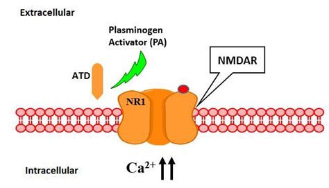 the interaction between the kringle 2 domain of plasminogen activators