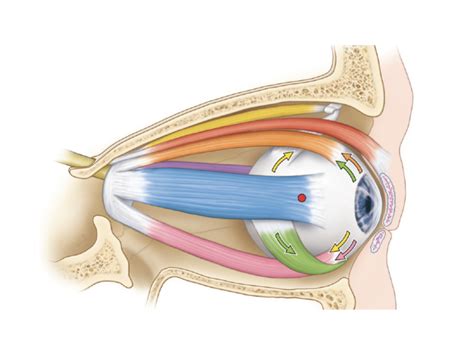 Extraocular Muscles Of The Orbit Diagram Quizlet
