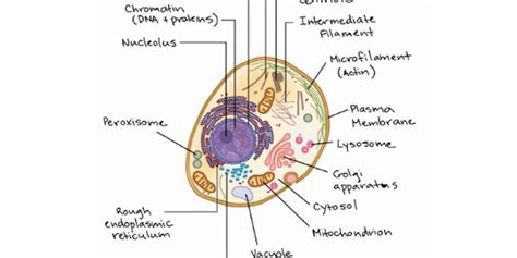 Mikrotubulus Struktur Jenis Dan Fungsinya