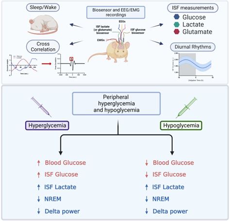 Acute Hyper And Hypoglycemia Uncouples The Metabolic Cooperation Between Glucose And Lactate To