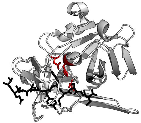 Protease Wikipedia Tiếng Việt
