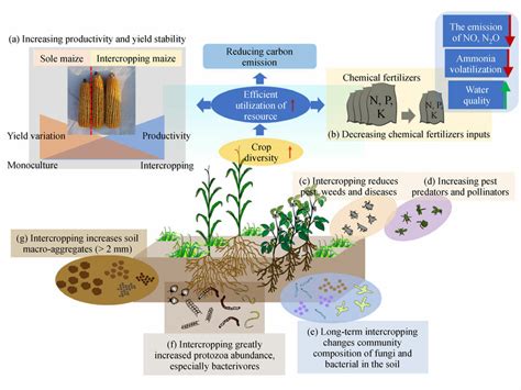 Crop Diversity And The Coexistence Of Multiple Species Have Been Used Download Scientific