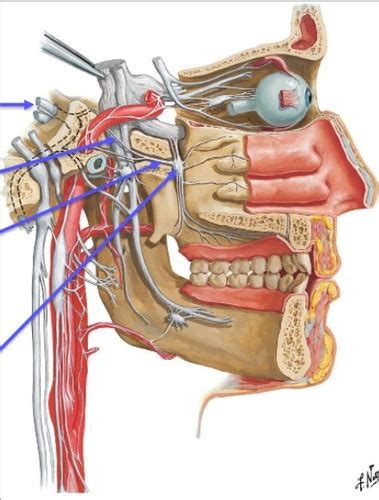 Autonomic Innervation To Palate Flashcards Quizlet