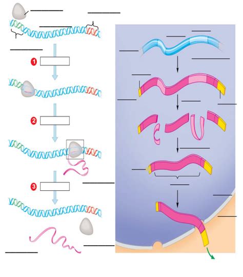 Transcription Diagram Quizlet
