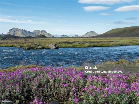 야생 분홍색 꽃 푸른 빙하 강 및 녹색 산이있는 아름다운 아이슬란드 풍경 푸른 하늘 배경 Fjallabak 자연 보호 구역 의 지역 아이슬란드 경관에 대한 스톡 사진 및