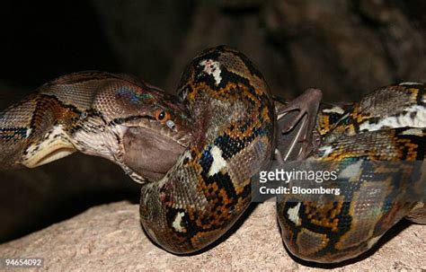 Python Island Photos And Premium High Res Pictures Getty Images