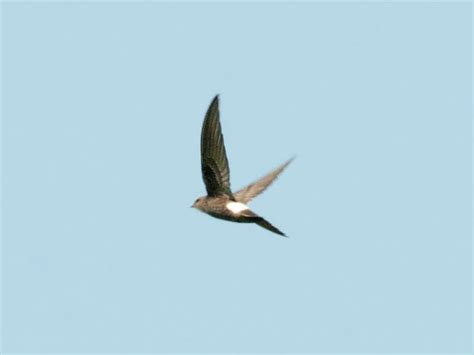 Fork Tailed Swift Ebirdr Fork Tailed Swift Ebirdr
